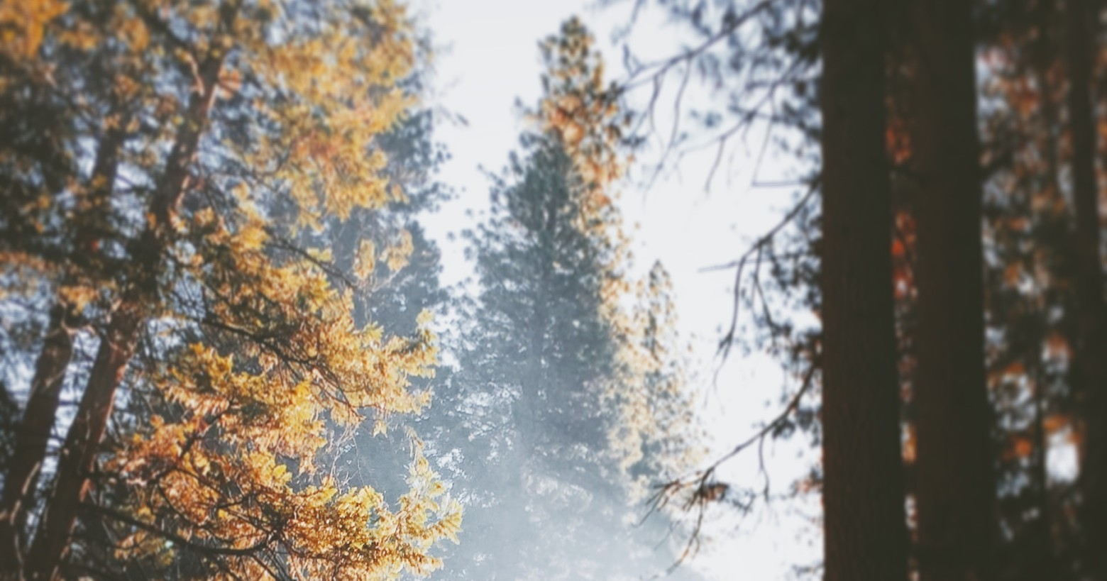 Über dem Wald laufen? Kannst du hier! | Zhwelt - Zürich, die schönste ...